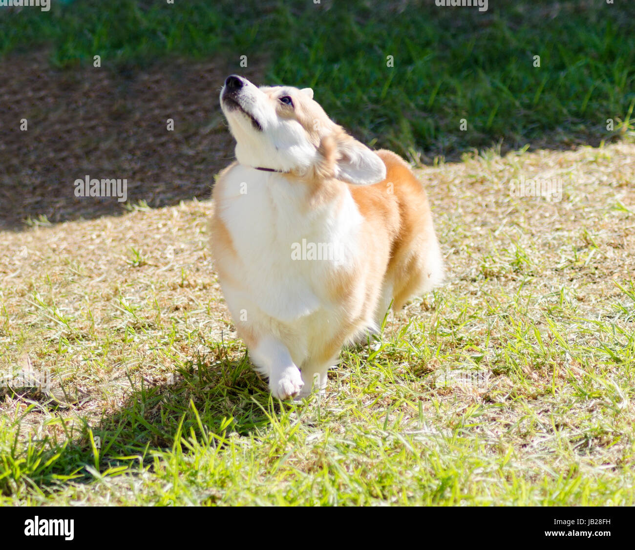 Son Buenos Perros Pembroke Welsh Corgis