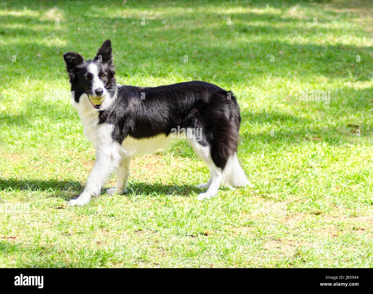 Son Collies ásperos Inteligentes