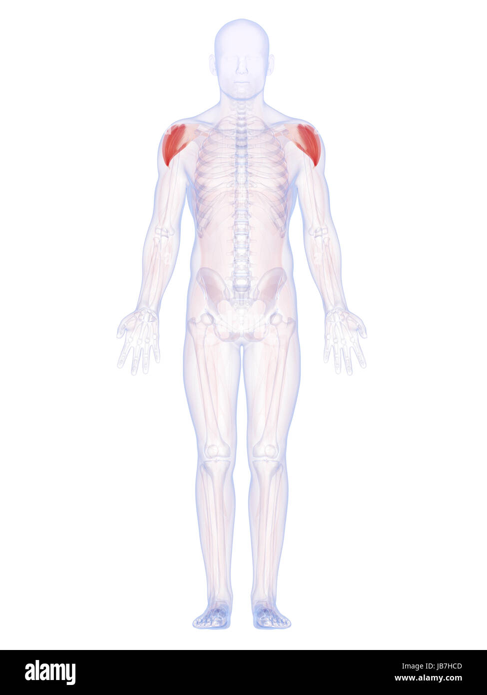 Recreacin Animada En 3d De La Anatomia Del Hombro Youtube