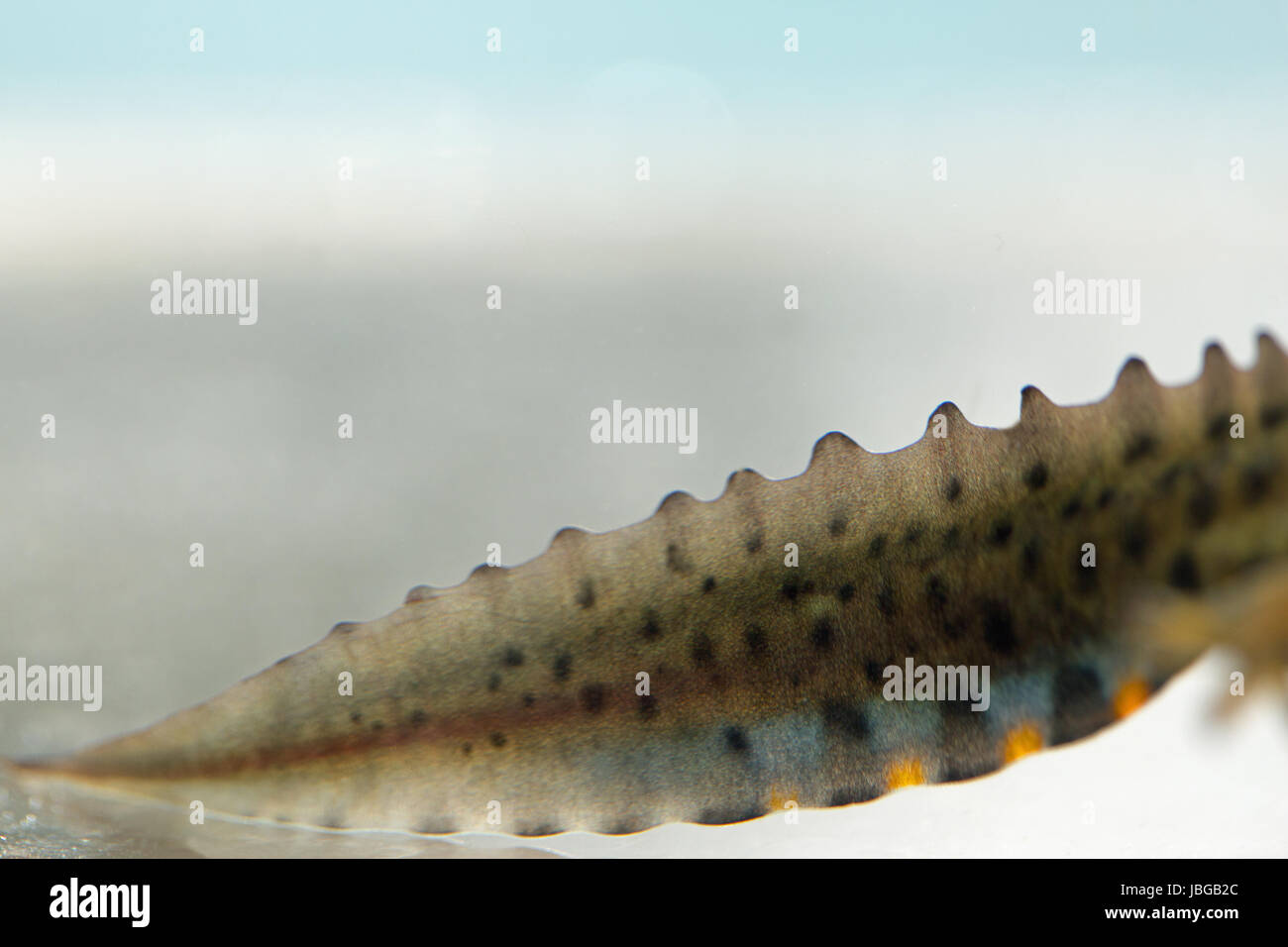 Suave o Tritón común Lissotriton vulgaris. La cola de un macho en la ...