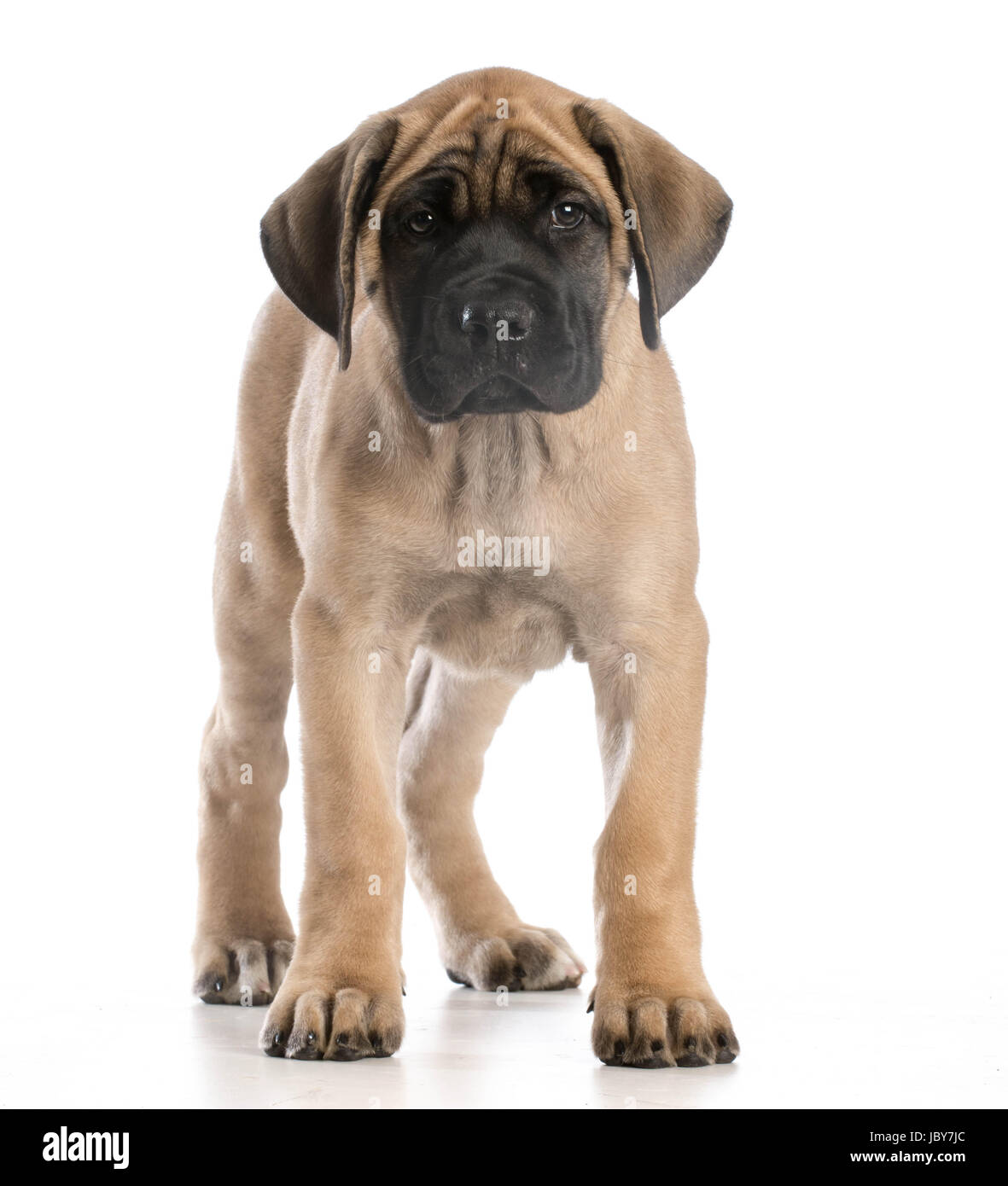 Cuanto Cuesta Un Cachorro Mastin Ingles