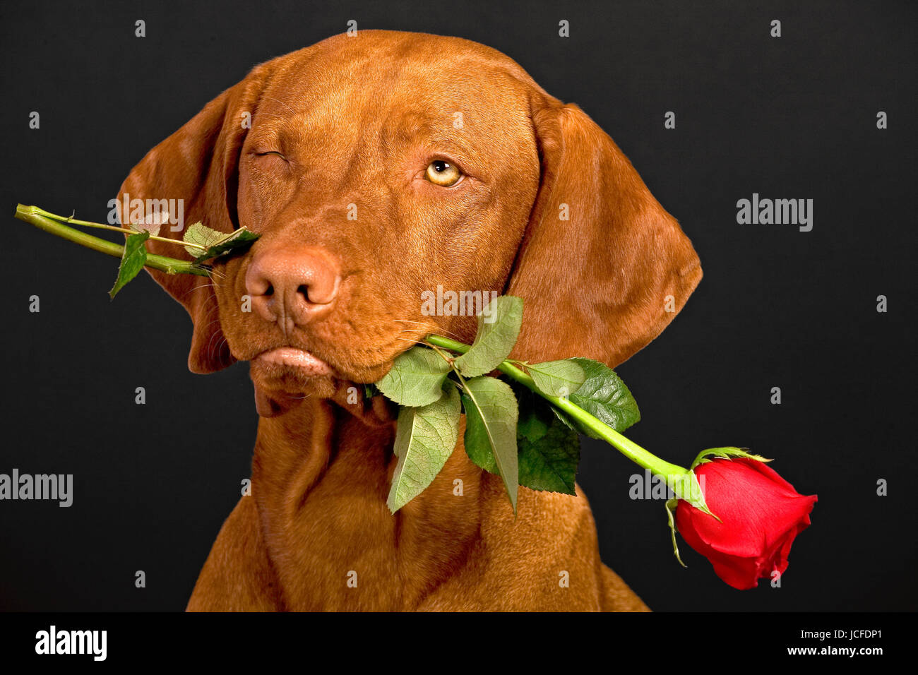 Que Paso Con El Rosa En Perros Salvadores