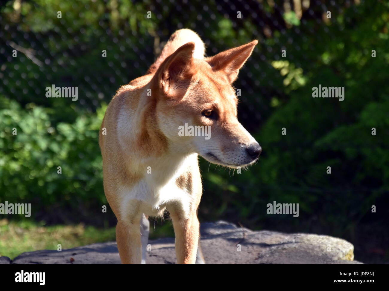 Es Un Dingo Un Buen Perro De Familia