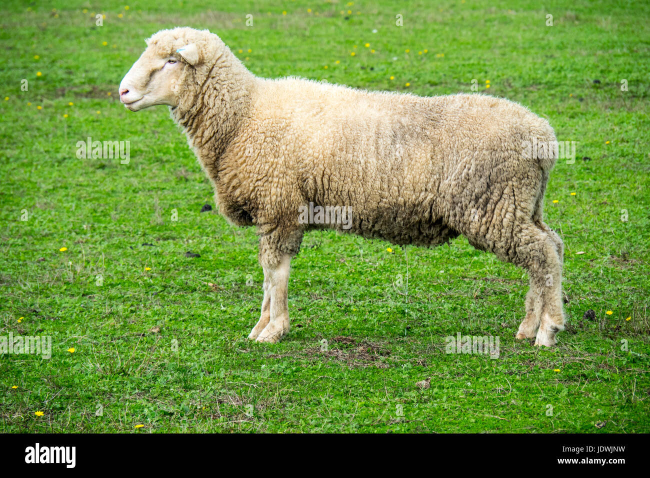 Merino ram australia fotografías e imágenes de alta resolución - Alamy