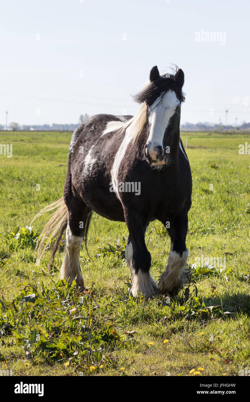 Irish cob horse fotografías e imágenes de alta resolución - Alamy