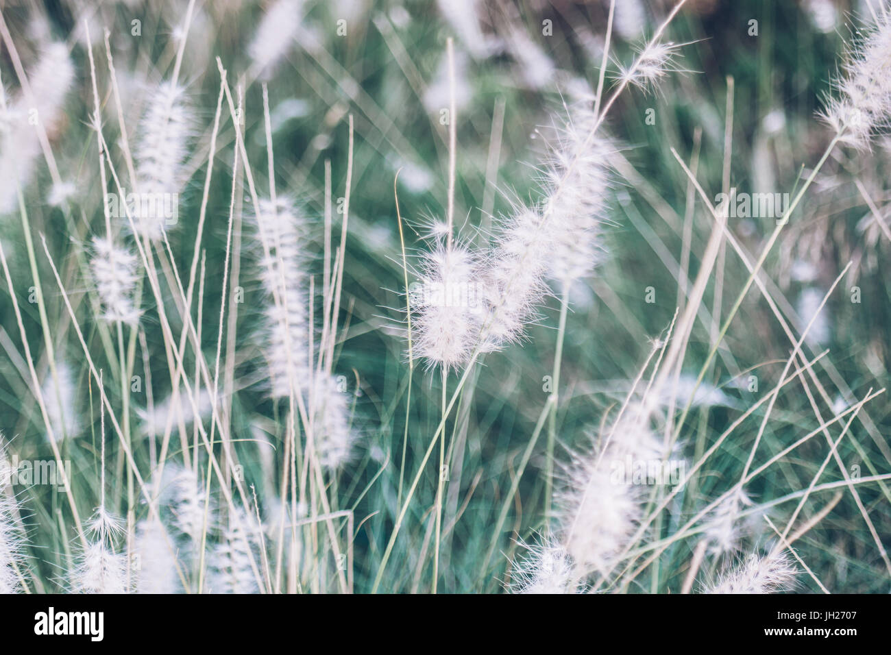 Grass plant pennisetum fotografías e imágenes de alta resolución - Alamy