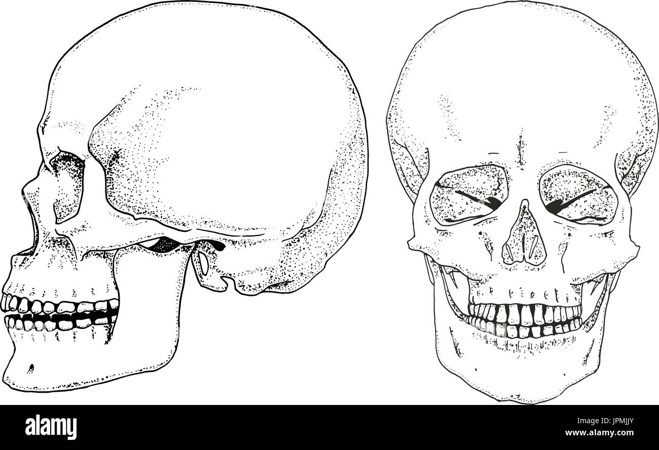 Dibujo De Anatomía Del Cráneo Humano