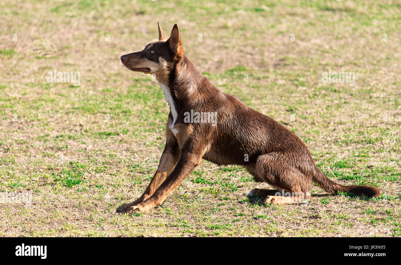 Los Kelpies Australianos Son Buenos Con Los Niños