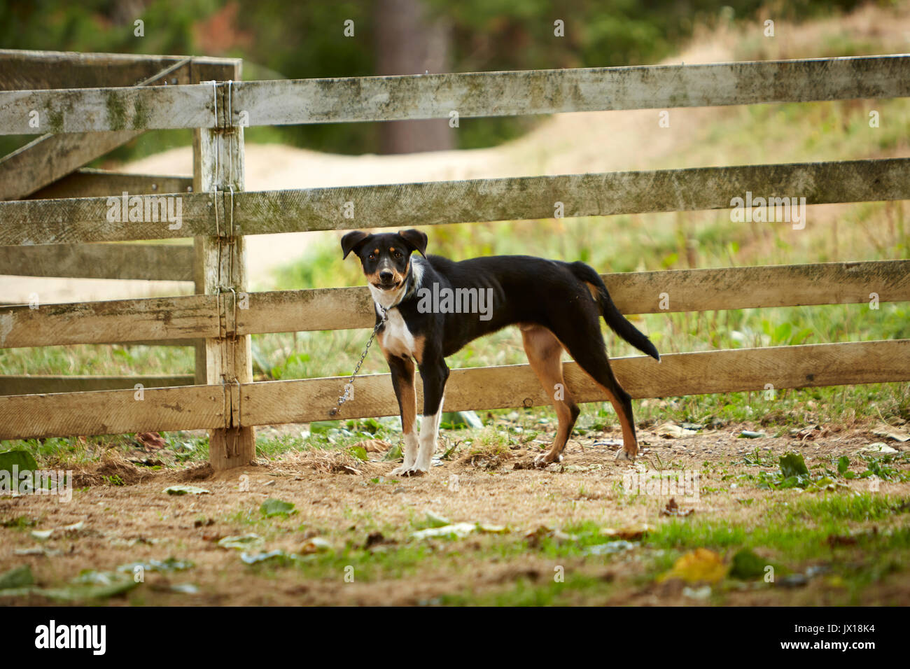 Son Nueva Zelanda Rumbo Perro Ruidoso