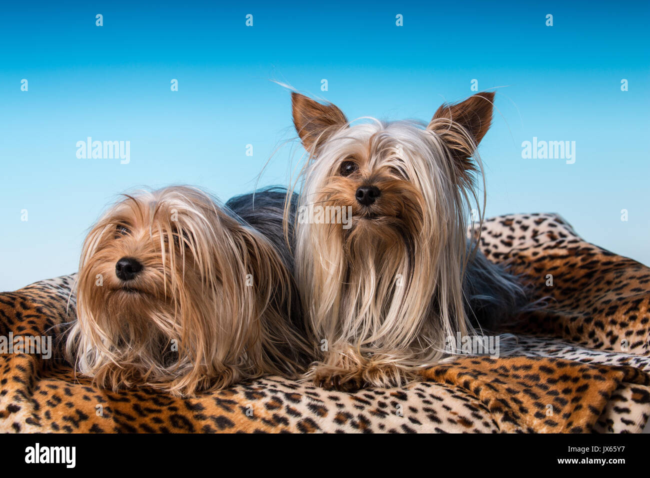 Los Yorkies Machos Son Mejores Que Las Hembras