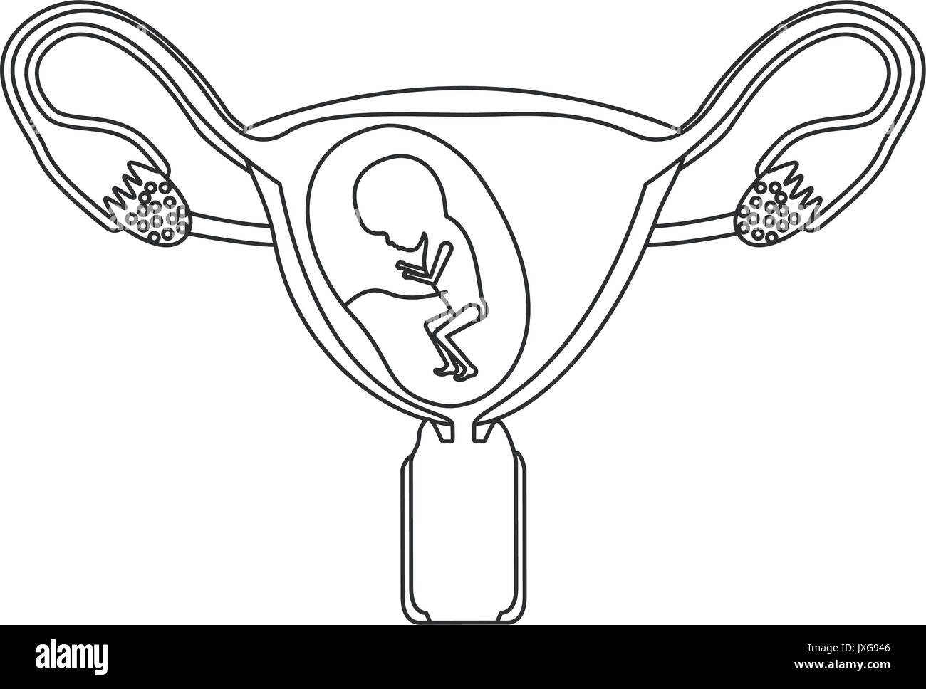 Femenino Colorear Reproductivo Vrouwelijk Voortplantingsstelsel ...