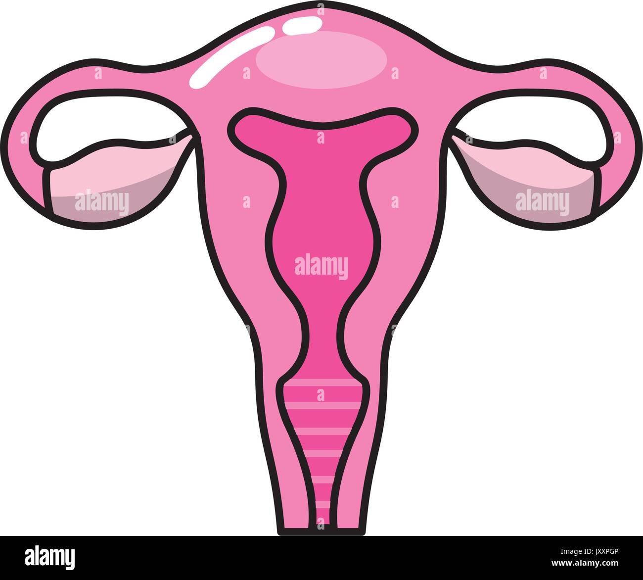 Anatomía De Los Ovarios Y Las Trompas De Falopio