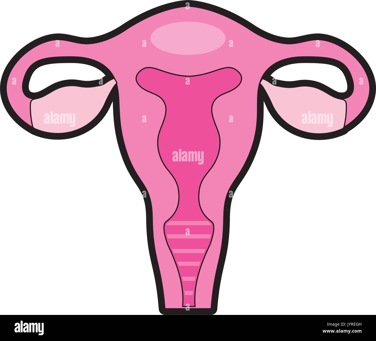 Anatomía De Los Ovarios Y Las Trompas De Falopio