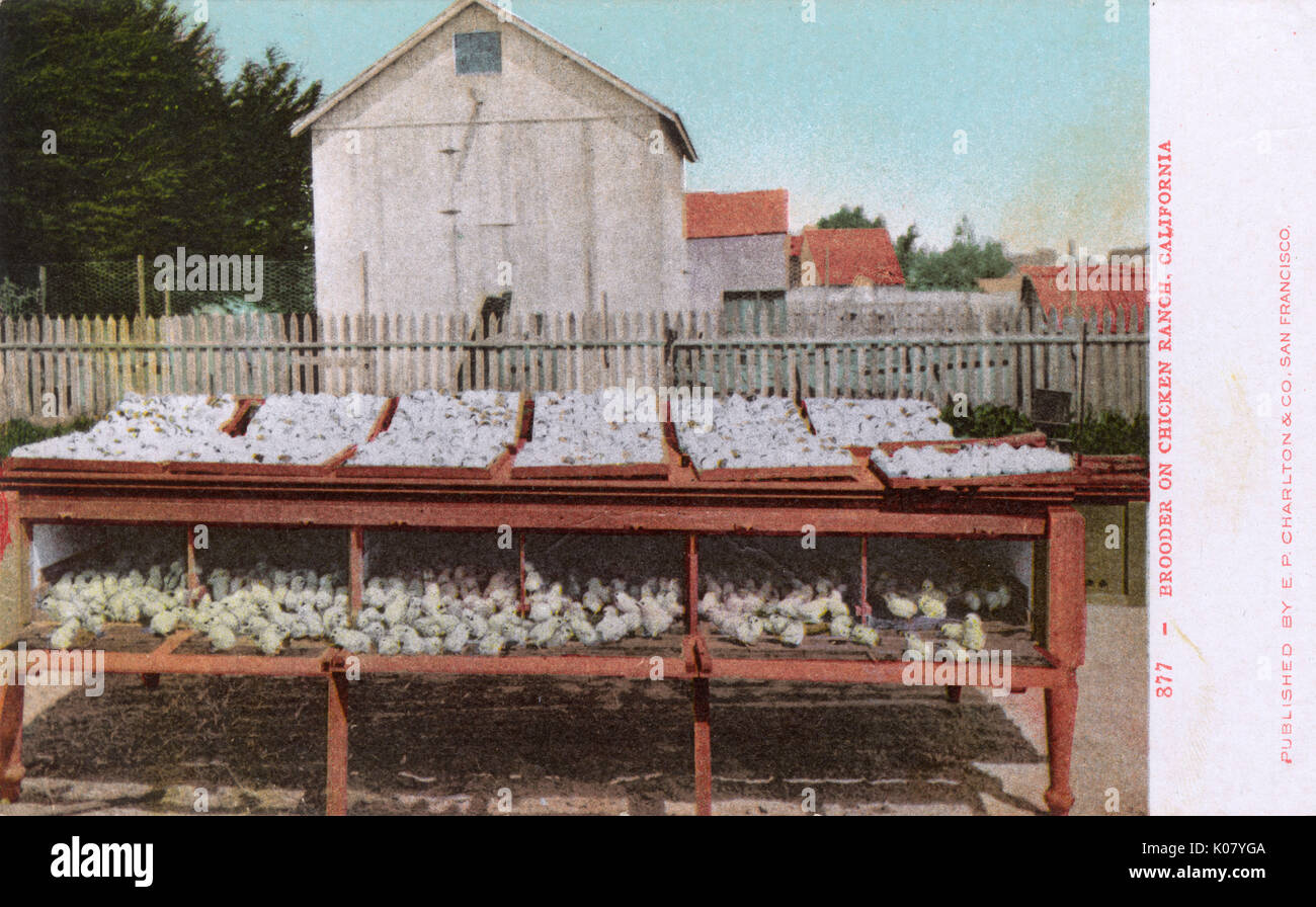 Granjas De Pollos En Usa