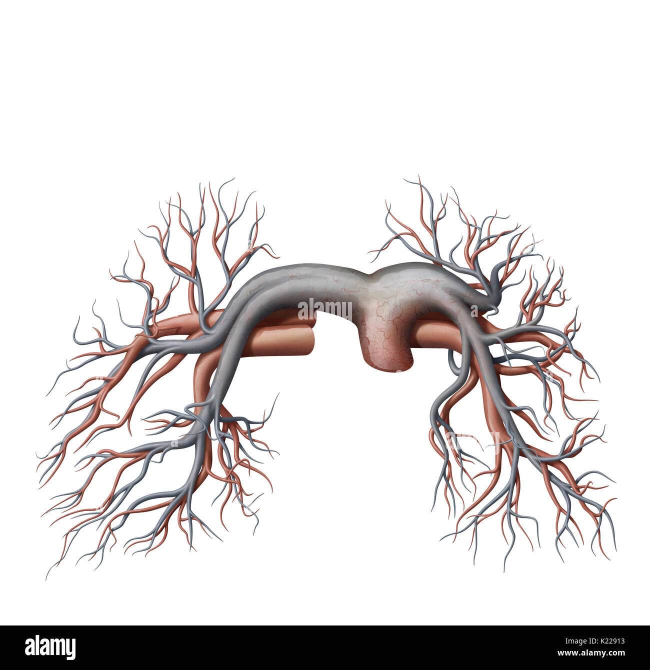 Venas Pulmonares Derechas _ Arterias y venas pulmonares: Anatomía y ...