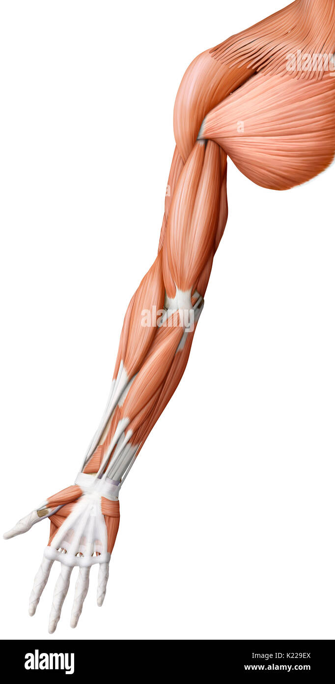 Anatomía Del Brazo Interno