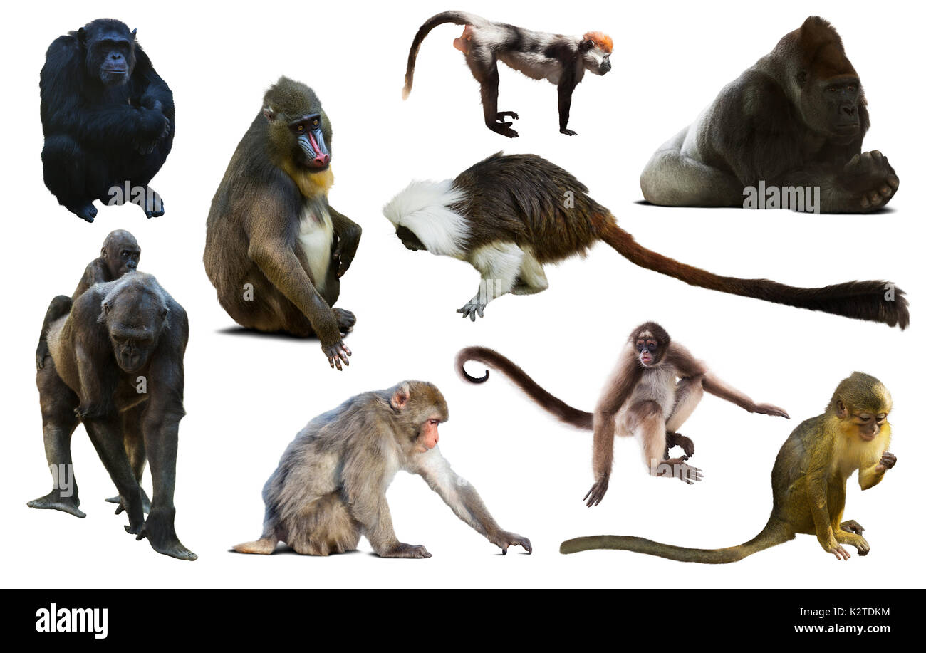 Muchos tipos de monos y otros primates aislado sobre fondo blanco ...