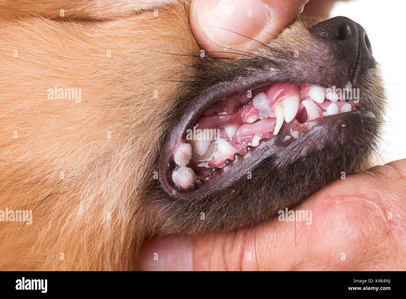 A Los Perros Les Da Herpes Labial