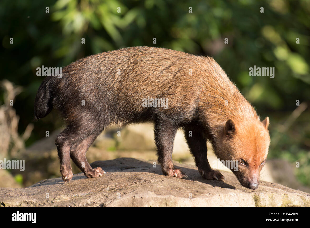 Que Comen Los Perros De Monte
