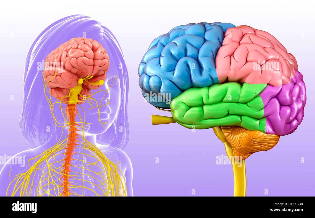 Ilustración De Una Anatomía Del Cerebro Del Niño Fotografía De Stock