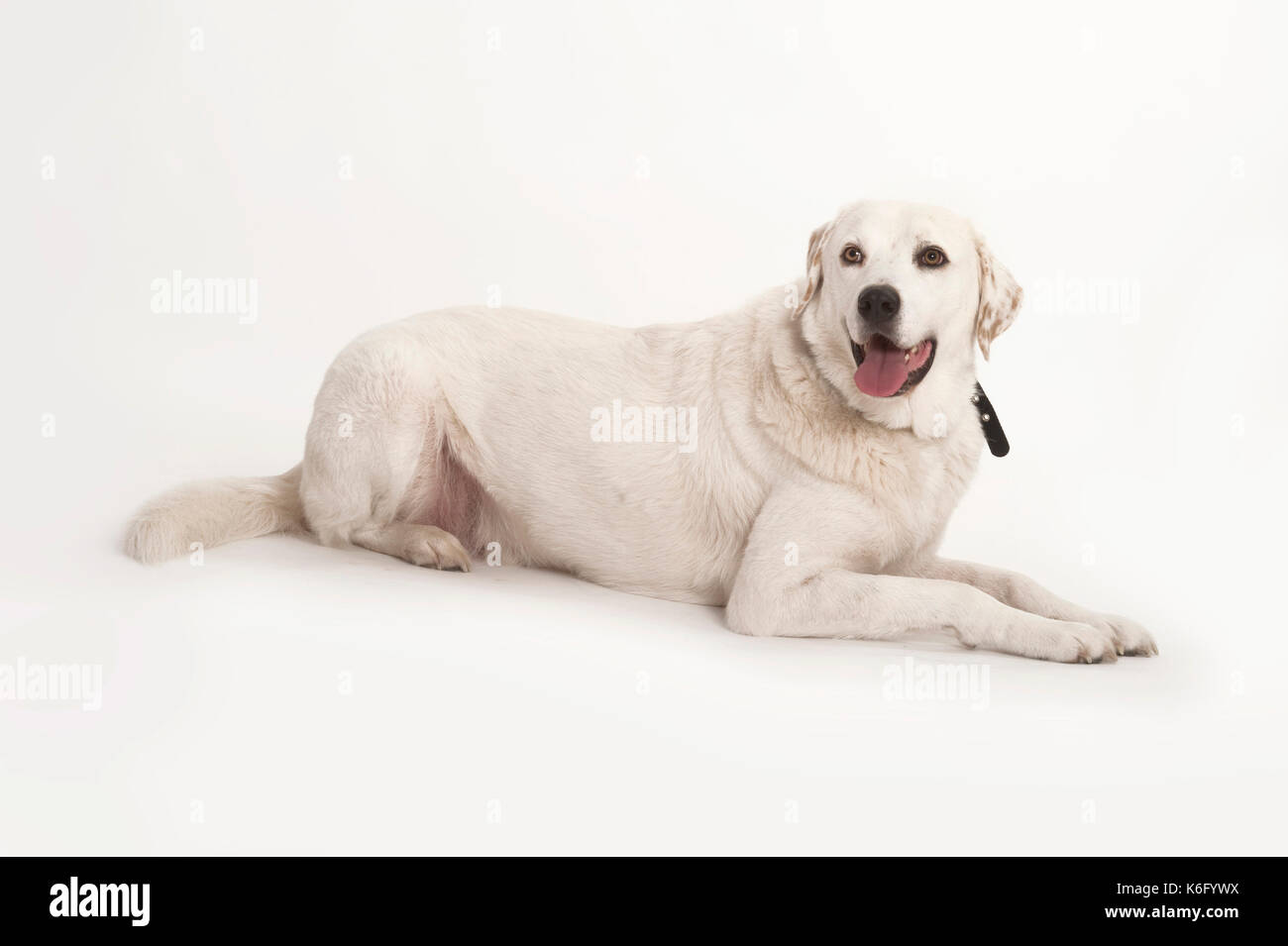 Cuanto Cuesta Un Cachorro Akbash