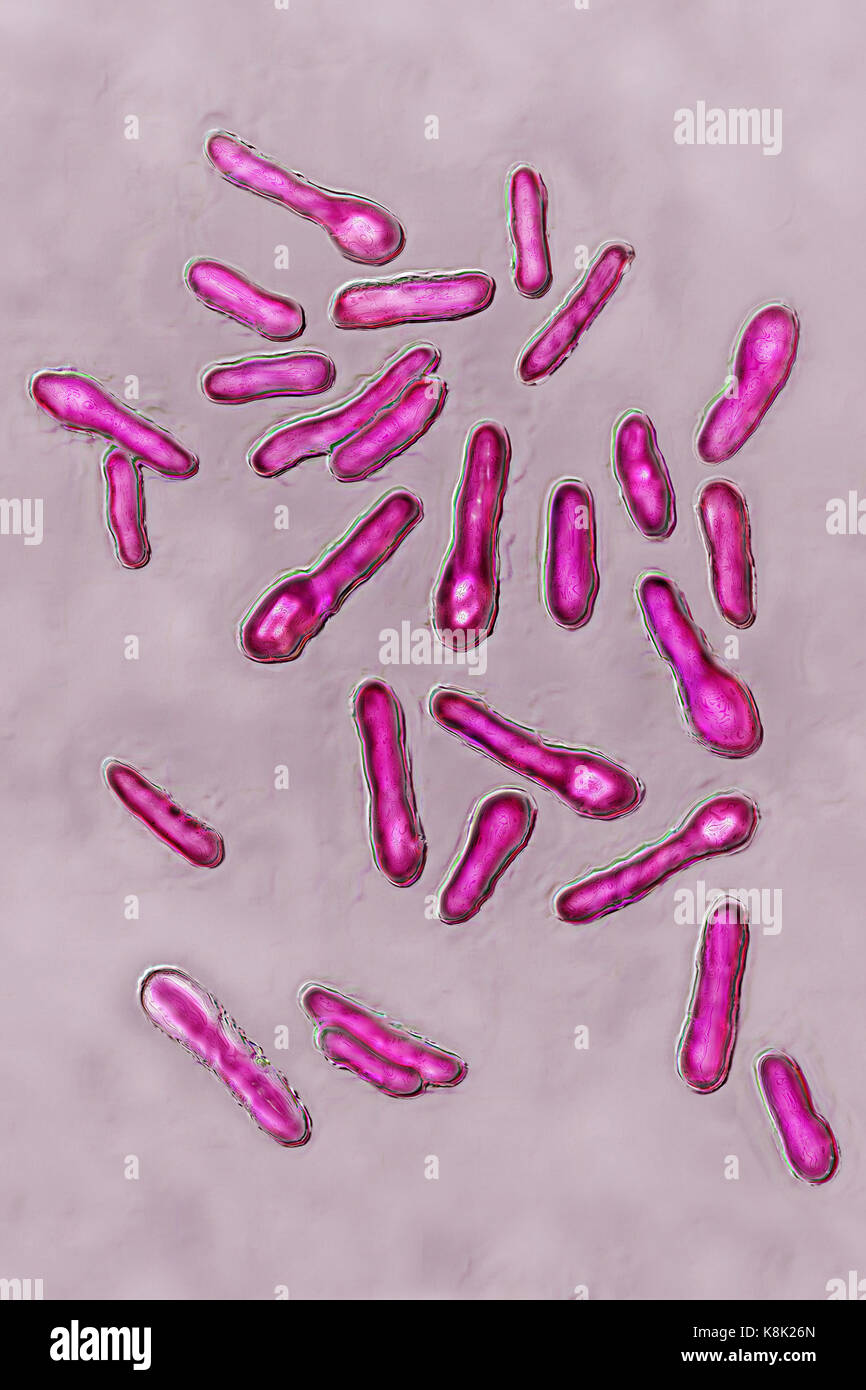 Clostridium Botulinum Bacterium Fotografías E Imágenes De Alta