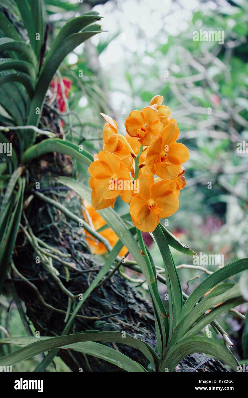 CLASIFICACIÓN DE LA FLORA