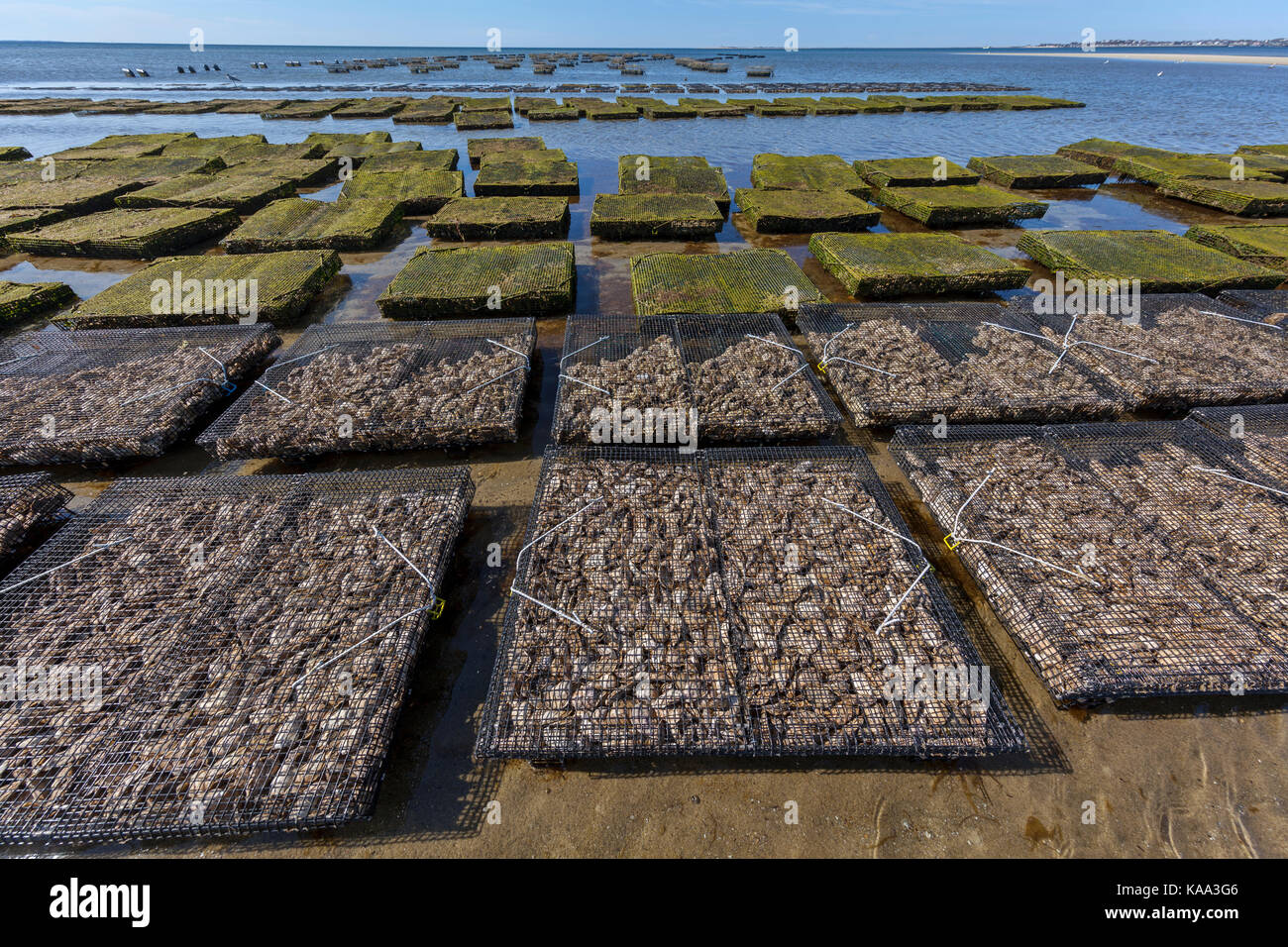 Descubre la región francesa de origen de las mejores ostras - Delicias ...