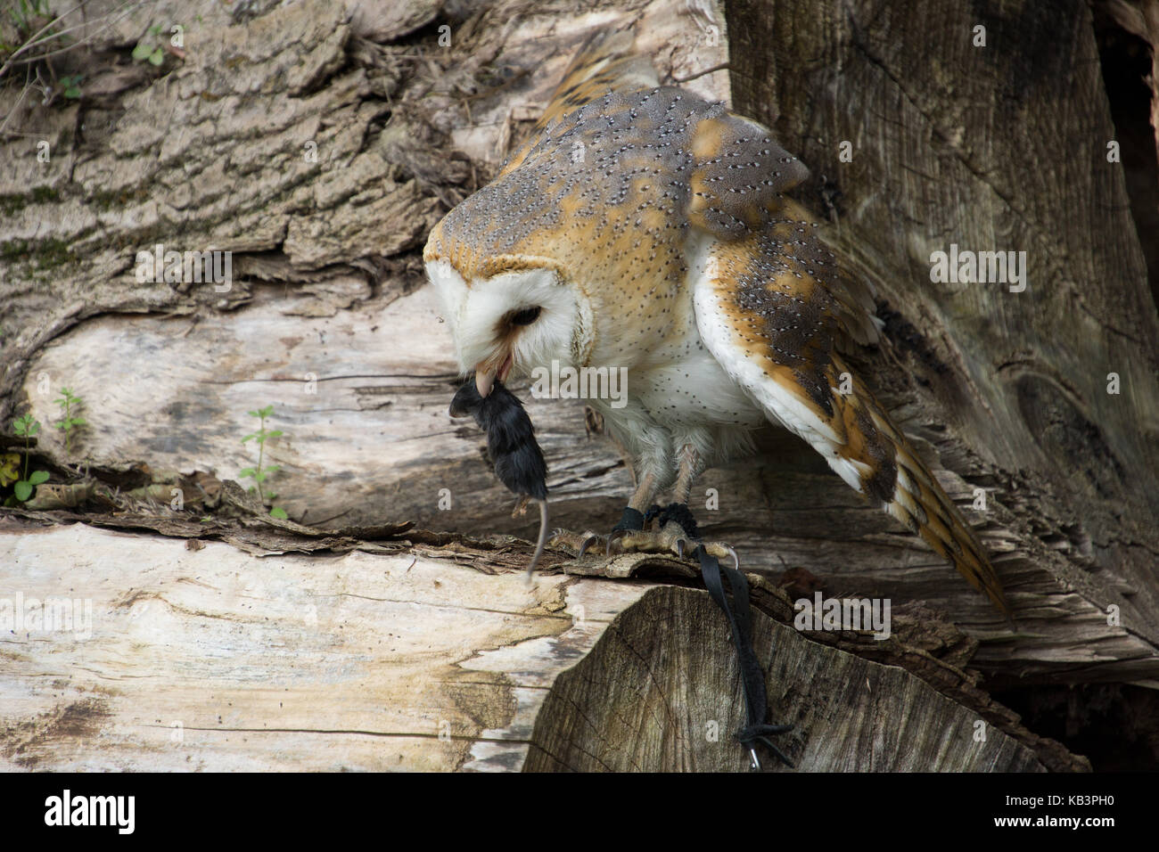 Eating a mouse fotografías e imágenes de alta resolución - Alamy