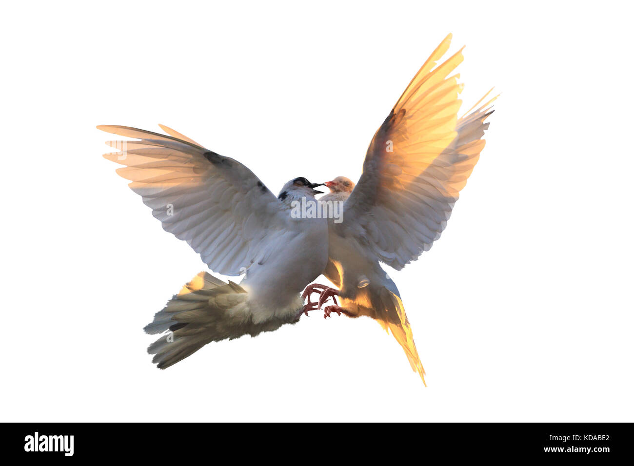 Palomas Blancas En Vuelo