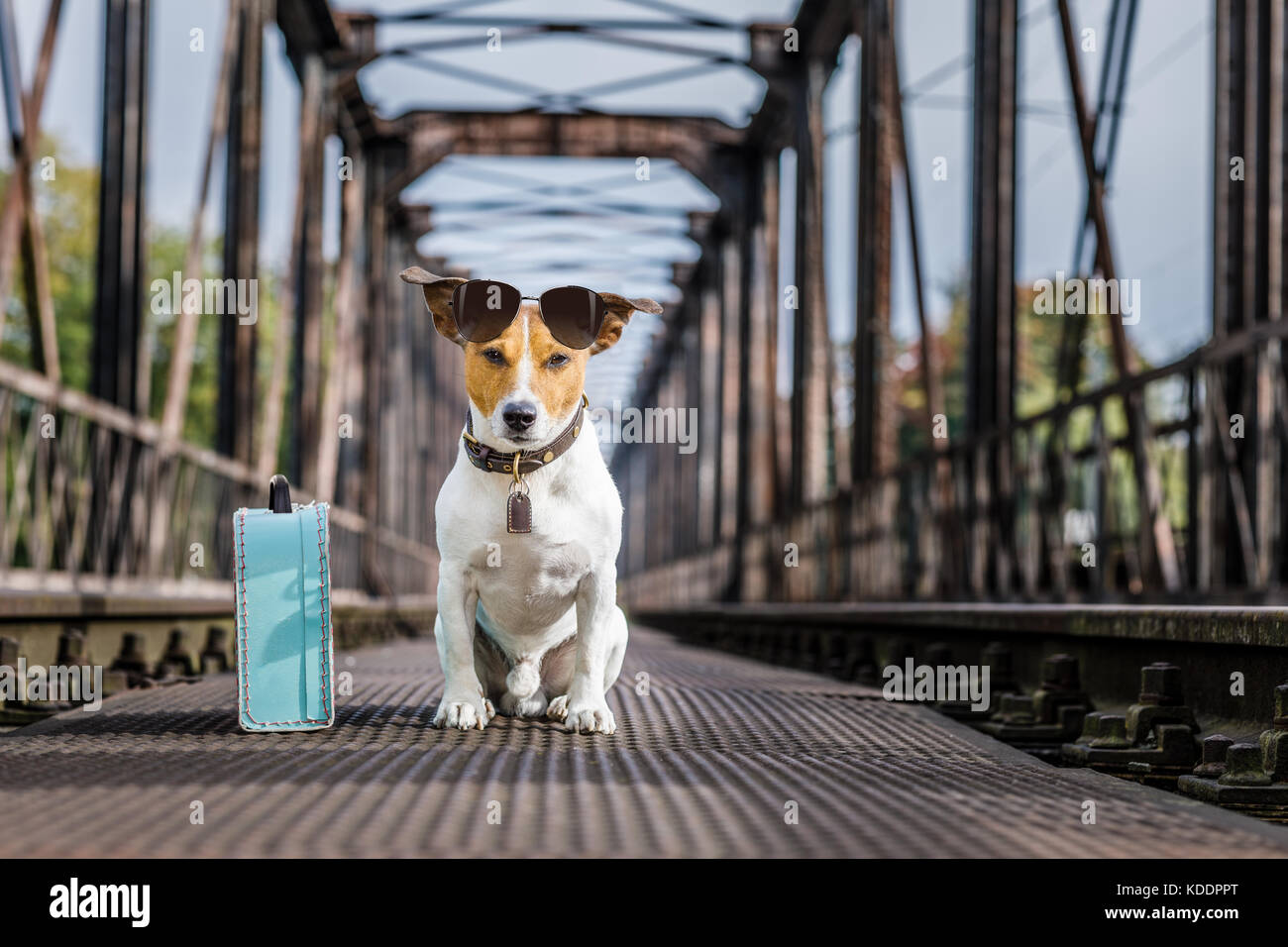 Se Permiten Perros En Los Puentes Naturales