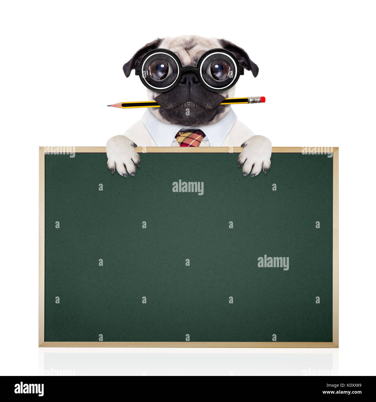 Que Tipo De Perro Es Tonto