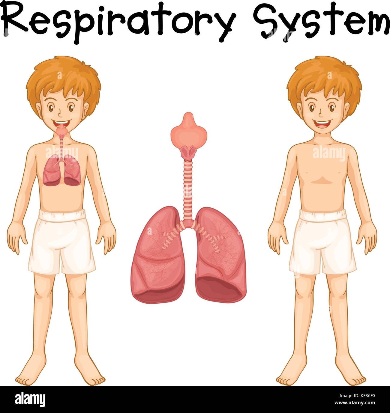 Introduccion Sistema Respiratorio Para Ninos Images