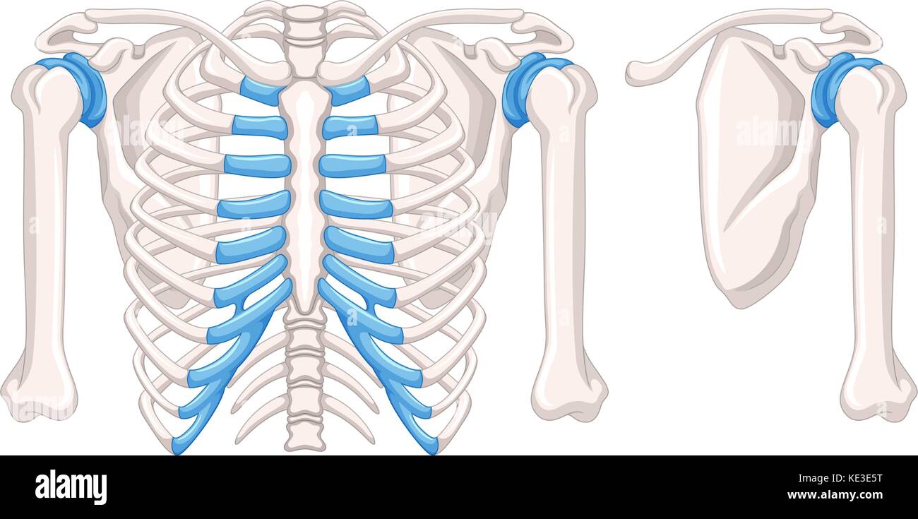 Diagrama De Anatomía Del Hueso Del Hombro