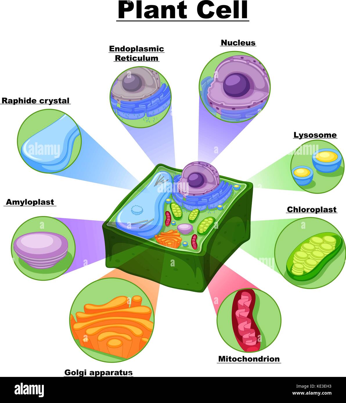 Celula Humana Y Sus Partes Tipos De Celulas Del Cuerpo Humano