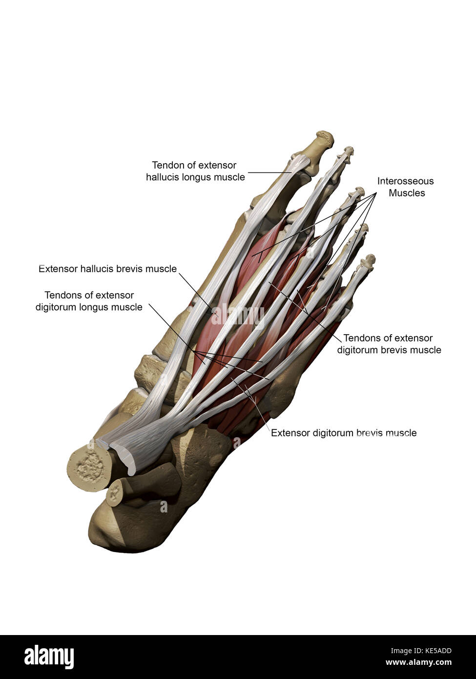 Extensor Corto De Los Dedos