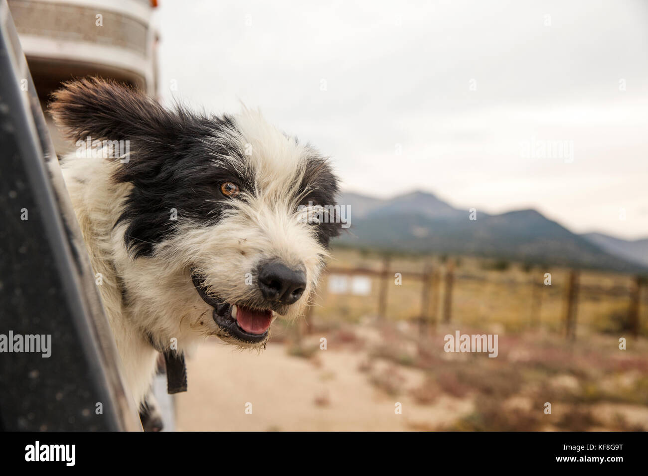 Se Permiten Perros En El Rancho Reimers