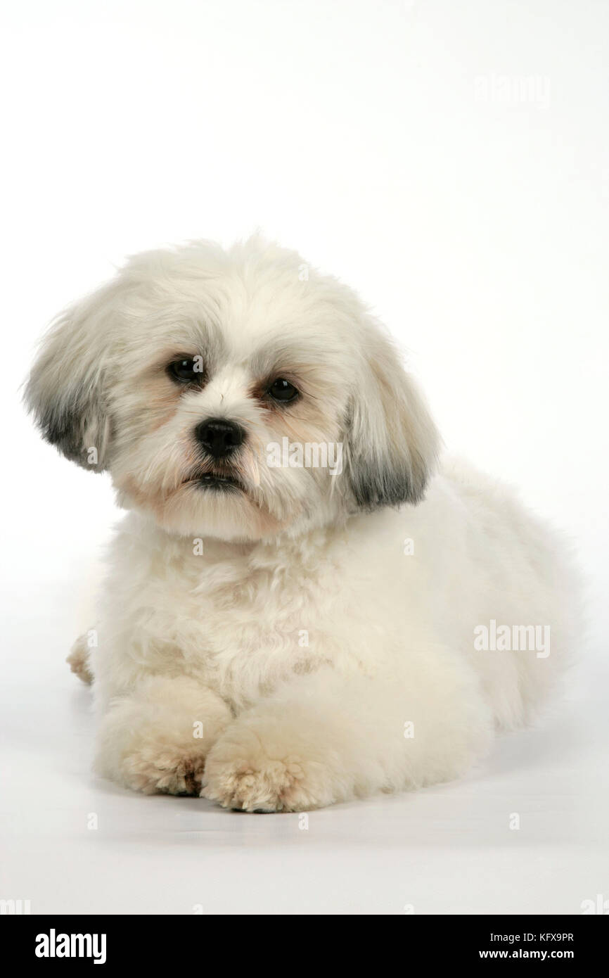 Una Raza De Perro Lhasa Apso