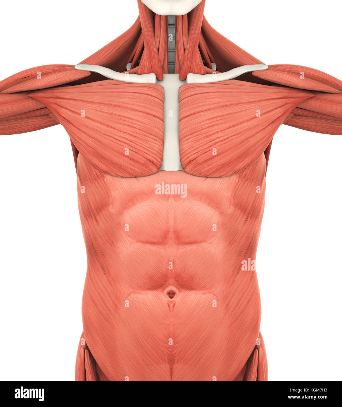 Musculo humano del tren superior Fotos e Imágenes de stock - Alamy