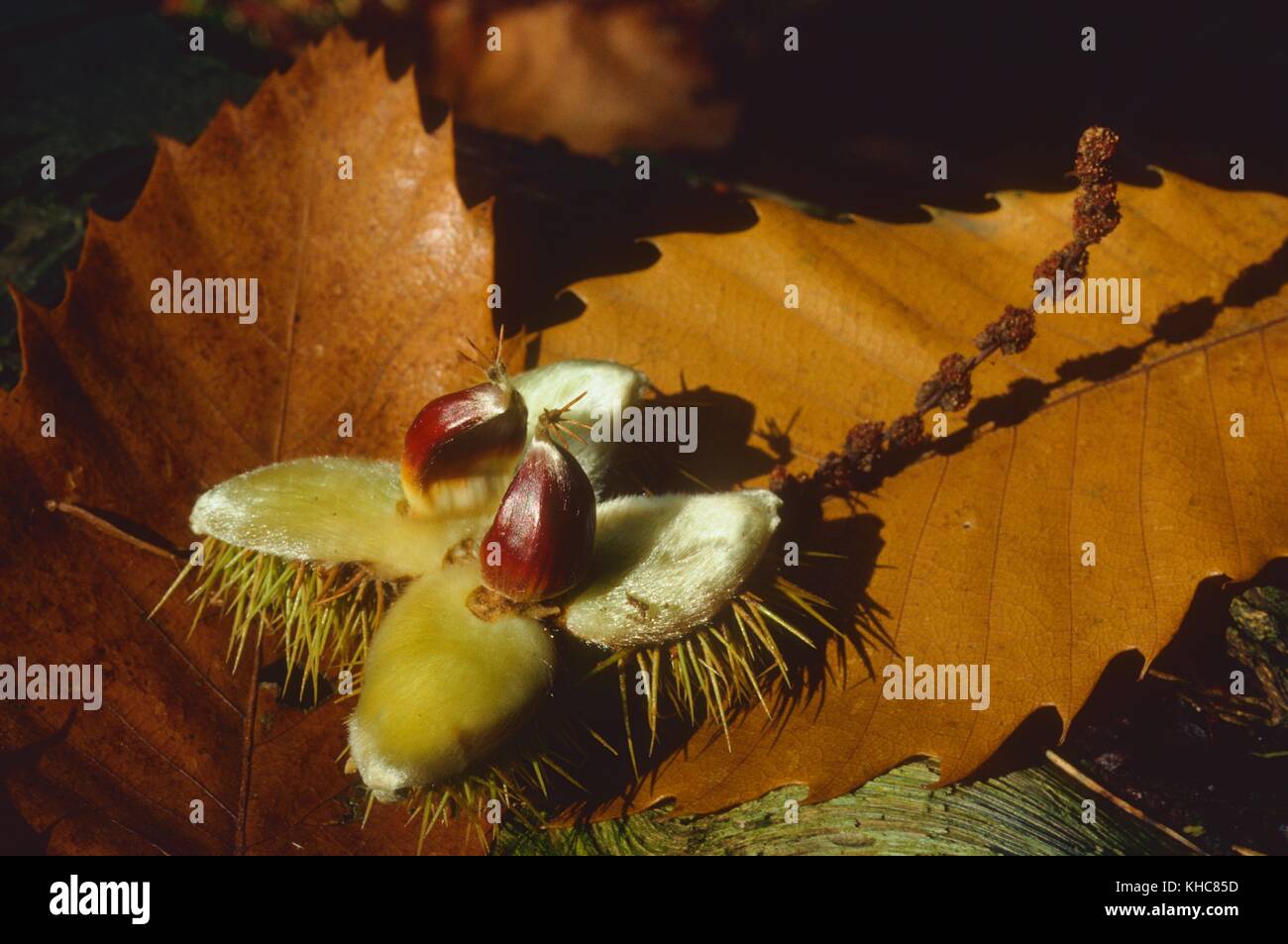 Castaña dulce, Castanea sativa, Fagaceae, frutas, castaña, árbol ...