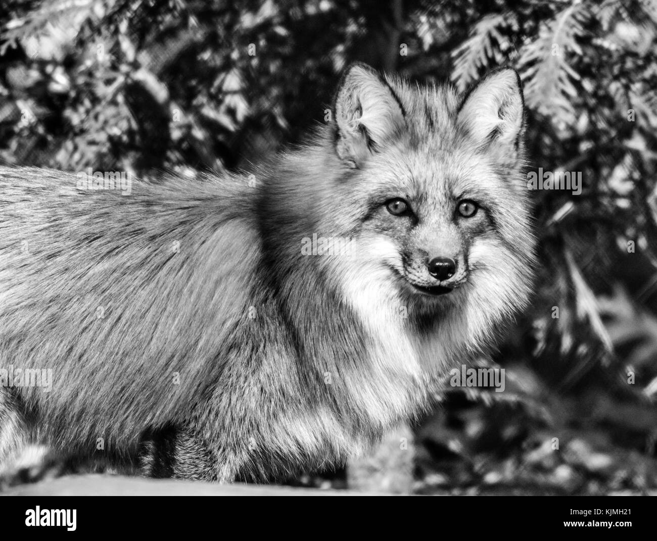 Zorro Rojo Blanco Y Negro