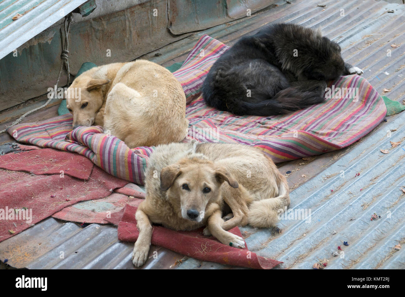 De Que Raza Son Los Perros Callejeros En La India