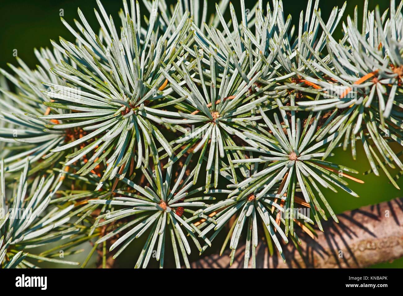 Cedro Azul Del Atlas