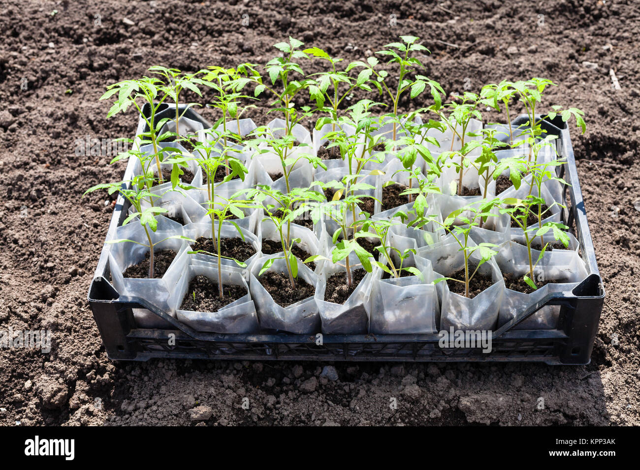 Cajas De Cultivo Con Riego Automático Para Tomates Verdes