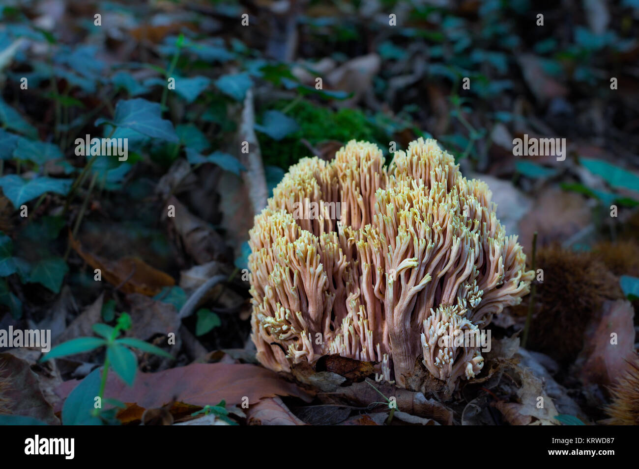 Hongo De Coral Rosa Fotografías E Imágenes De Alta Resolución Alamy