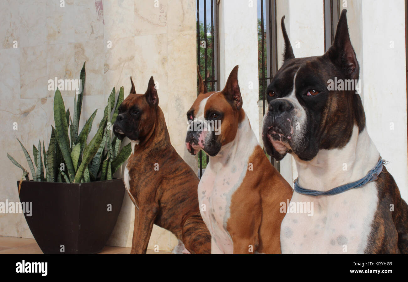 Los Perros Boxer Necesitan Abrigos