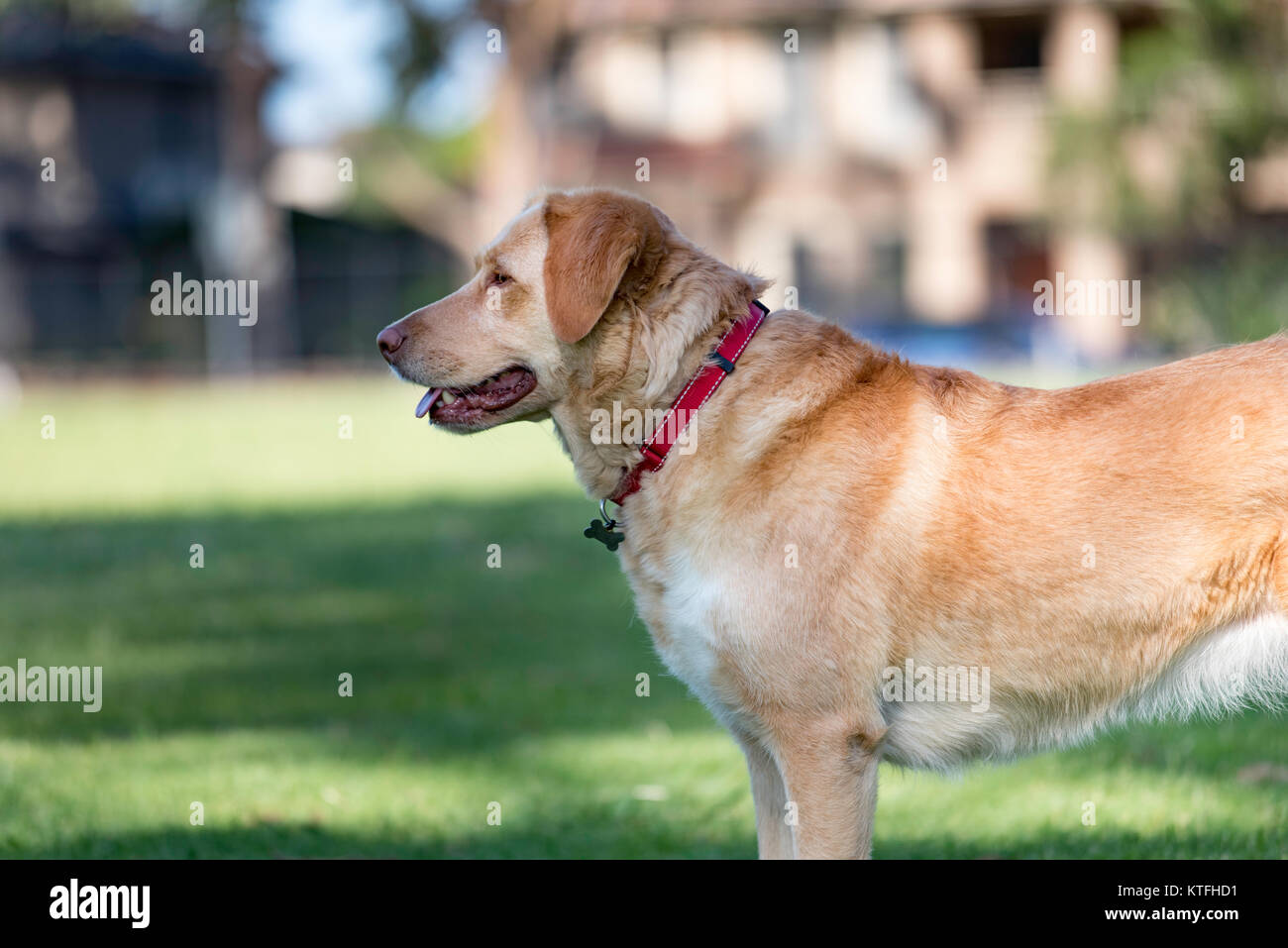 Se Puede Afeitar Una Mezcla De Labrador Border Collie