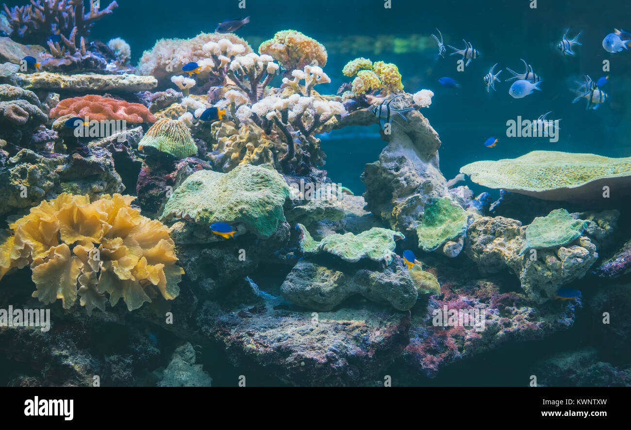 Profundidades del mar fotografías e imágenes de alta resolución - Alamy