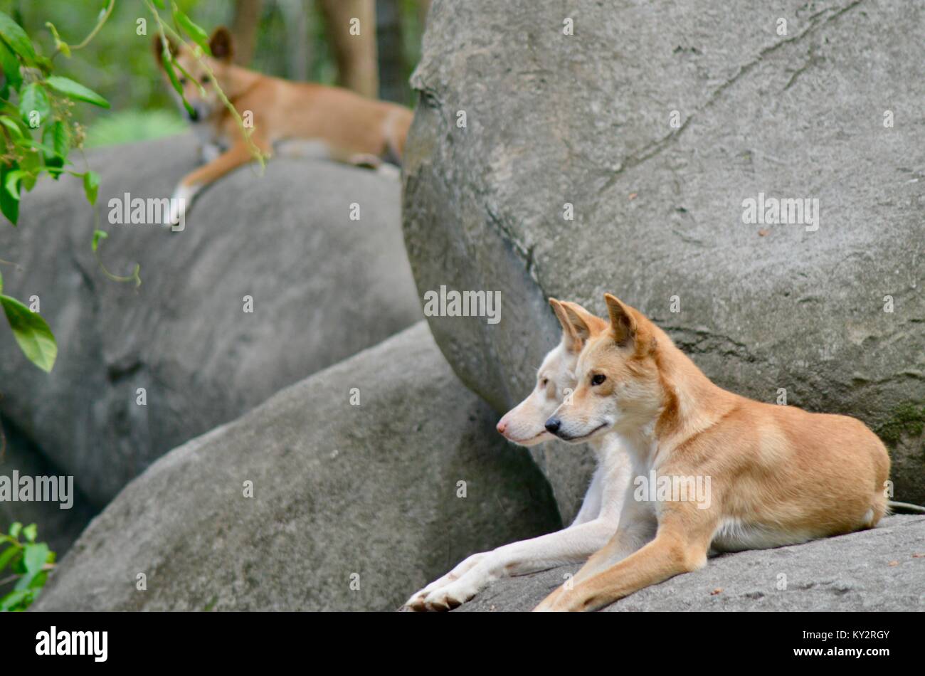 Es Un Dingo Un Buen Perro De Familia