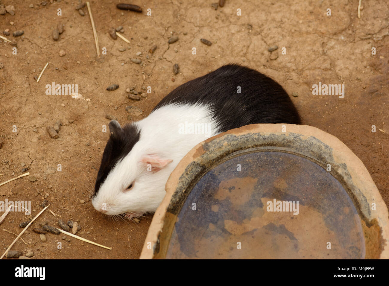 Las Ratas Comen Caca De Perro En Reino Unido